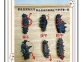 刺参和海参的区别_哪个营养价值更高