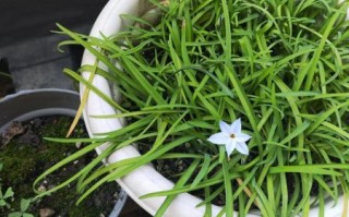 韭菜开花好还是不开花好_韭菜开花影响口感吗