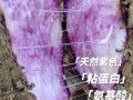 紫色大薯的功效与作用_紫色大薯的禁忌有哪些