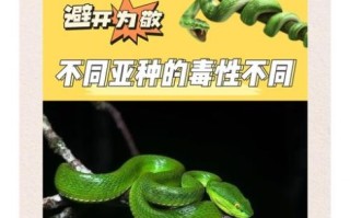 竹叶青有毒吗_竹叶青蛇毒性有多强