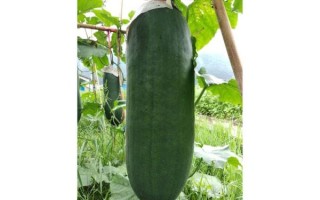 冬瓜图片大图_冬瓜高清图片怎么拍