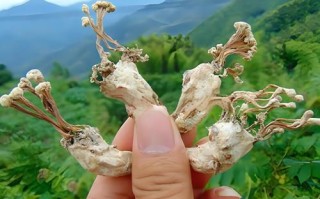 野生金蝉花图片长什么样_野生金蝉花多少钱一斤