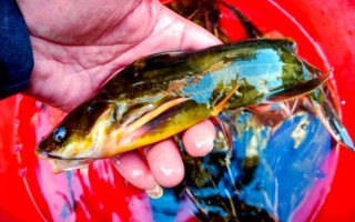 葛鱼图片_葛鱼长什么样