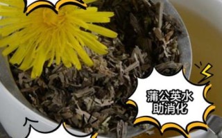 蒲公英花泡水喝的功效与作用_蒲公英花能天天喝吗