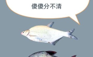 鳊鱼种类有哪些_鳊鱼和武昌鱼区别