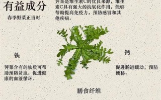 荠菜和什么一起吃最营养_荠菜搭配禁忌有哪些