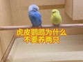 虎皮鹦鹉可以养两只吗_为什么千万不要