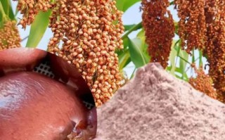 高粱面的功效与作用_高粱面怎么吃最养胃