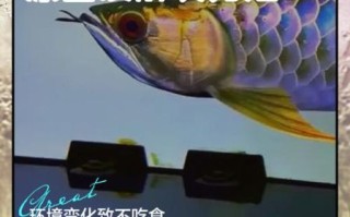 龙鱼不吃食怎么办_龙鱼掉鳞怎么处理