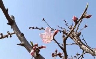 无锡水蜜桃基地在哪里_无锡水蜜桃采摘时间