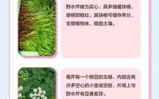野芹菜和水芹菜的区别_哪个能吃