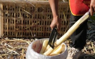 砍甘蔗的正确姿势_甘蔗怎么砍才省力