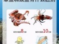 章鱼和鱿鱼的区别图片_章鱼鱿鱼怎么区分