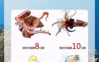 章鱼和鱿鱼的区别图片_章鱼鱿鱼怎么区分