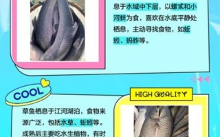 草鱼和青鱼的区别_哪个更好吃