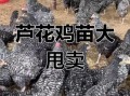 芦花鸡价格多少钱一斤_芦花鸡多少钱一斤2024