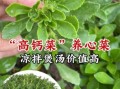 费菜的功效与作用_费菜怎么吃效果最好