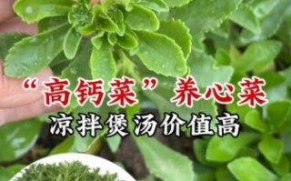 费菜的功效与作用_费菜怎么吃效果最好 费菜的功效与作用_费菜怎么吃效果最好