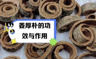 姜厚朴的功效与作用_姜厚朴能治什么病