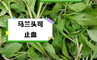 马兰头不焯水可以吃吗_马兰头生吃有毒吗