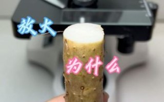 处理山药手痒怎么办_山药削皮后手痒怎么止痒