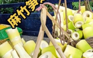 麻竹笋怎么挑选_麻竹笋营养价值高吗