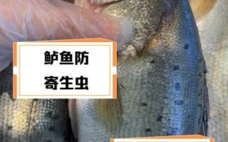 鲈鱼为什么不能多吃_鲈鱼吃多了有什么危害