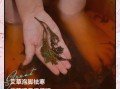 艾叶水泡脚的正确方法_艾叶水泡脚的功效与禁忌