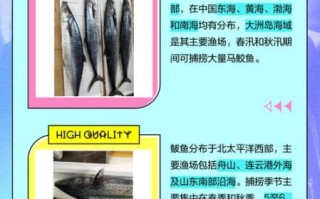 马鲛鱼和鲅鱼哪个好吃_口感营养价格全面对比