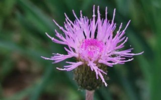 泥胡菜长什么样_泥胡菜和蒲公英的区别