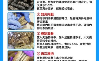 鲜海参怎么吃最有营养_鲜海参怎么泡发最科学