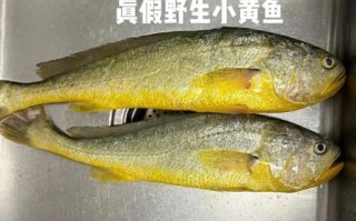 真假黄花鱼怎么分辨_黄花鱼图片对比技巧