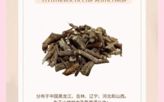 刺五加的功效与作用_刺五加怎么吃效果最好 刺五加的功效与作用_刺五加怎么吃效果最好