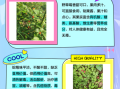 野草莓可以吃吗_野草莓和蛇莓的区别