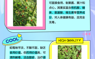 野草莓可以吃吗_野草莓和蛇莓的区别