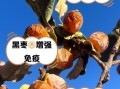 黑枣的功效与作用及禁忌_黑枣吃多了会上火吗