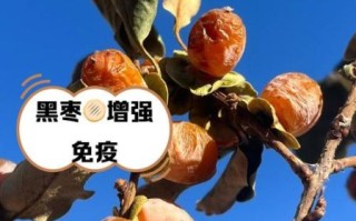 黑枣的功效与作用及禁忌_黑枣吃多了会上火吗