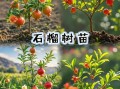 石榴树图片大全大图_如何识别不同品种