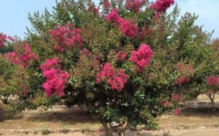 紫薇花怎么养_紫薇花的花期多长