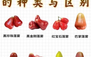 莲雾怎么吃好吃_莲雾的正确吃法