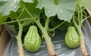 佛手瓜苗怎么吃_佛手瓜苗的做法大全
