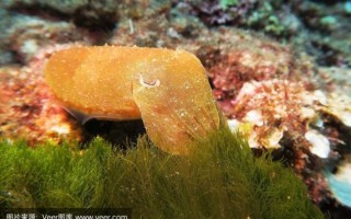 黄金乌贼是什么_黄金乌贼好吃吗