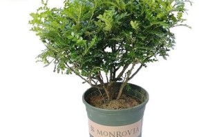 香叶树盆景怎么养_香叶树盆景修剪技巧