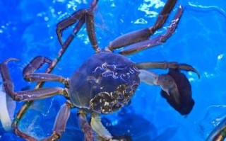 大螃蟹图片大全大图真实_高清实拍图鉴