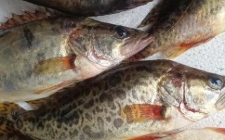 桂花鱼图片大全_桂花鱼怎么挑选