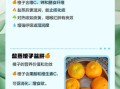 盐蒸橙子孕妇可以吃吗_孕妇吃盐蒸橙子的好处与禁忌