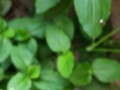 竹叶菜什么时候种_竹叶菜种植方法