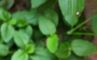 竹叶菜什么时候种_竹叶菜种植方法