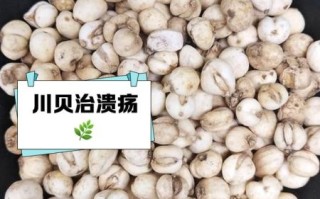 川贝母的功效与作用_川贝母怎么吃效果好
