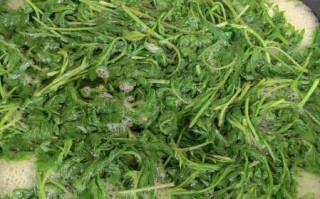 艾叶粉青团怎么做_艾叶粉青团做法详解